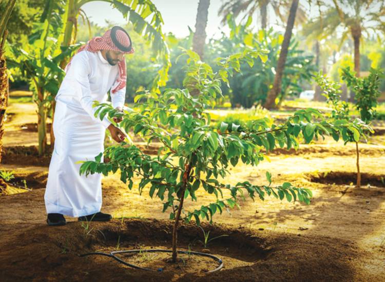 The Green Saudi Initiative | Green Projects in Saudi Arabia